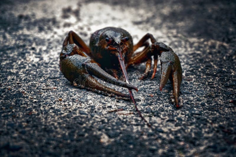 A beautiful crayfish stock image. Image of fresh, life - 131319769