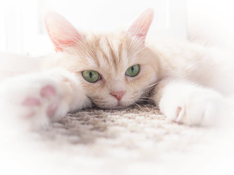 Beautiful Cream Cat Lies On The Floor, Close-up Stock Image - Image of ...
