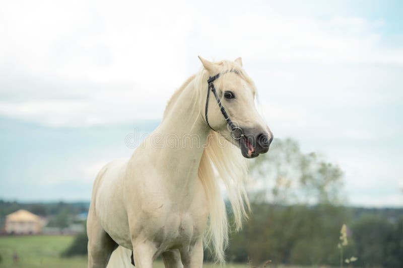 Beautiful Cream Pony Stallion in Meadow Stock Image - Image of equine ...