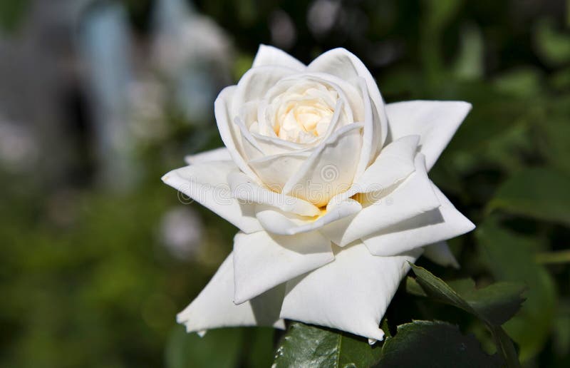 Beautiful cream rose stock photo. Image of fresh, birthday - 96709316