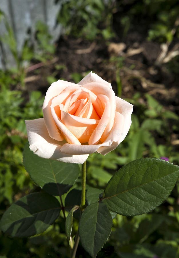 Beautiful cream rose stock photo. Image of occasion, friendship - 97180236