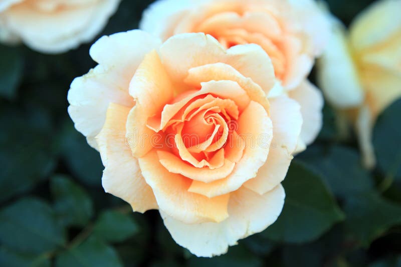 Beautiful Cream Rose Close Up in the Garden Stock Image - Image of ...