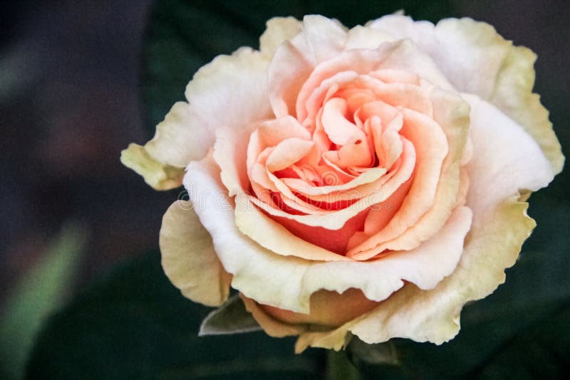 Beautiful Cream rose stock image. Image of beautiful - 89227657