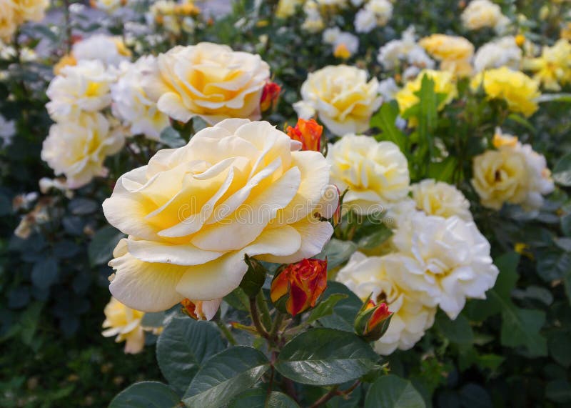 Beautiful Cream Roses in the Garden Stock Photo - Image of bright ...