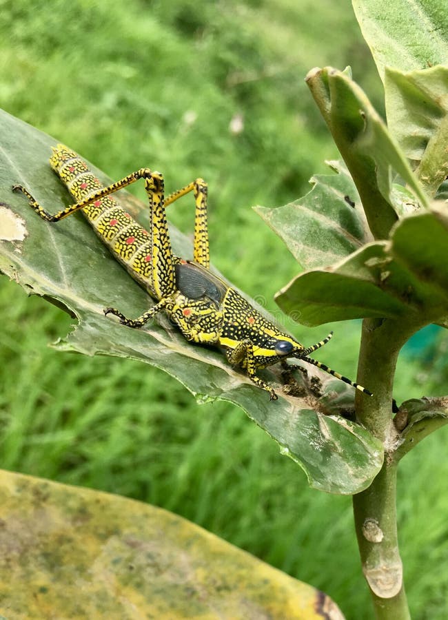 A beautiful creature stock image. Image of beautiful - 137457253