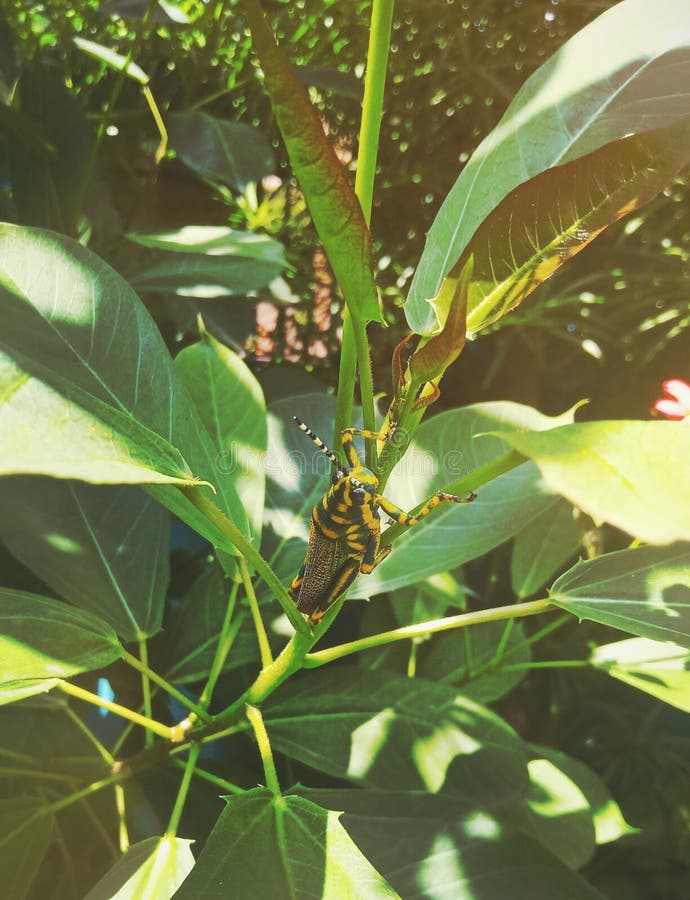 Beautiful creatures stock image. Image of leaps, colourful - 128661163