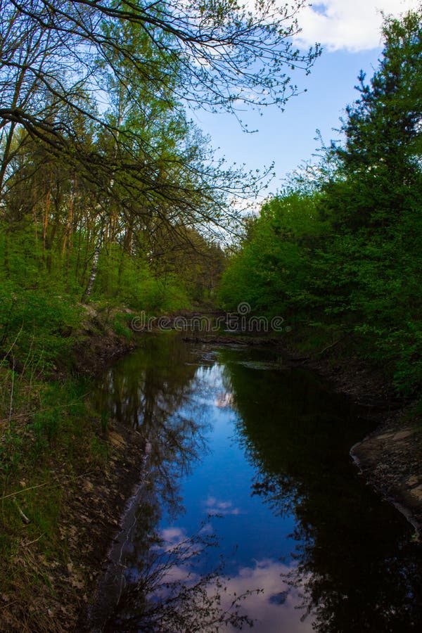 Beautiful Creek in the Forest. Background. Stock Photo - Image of park ...