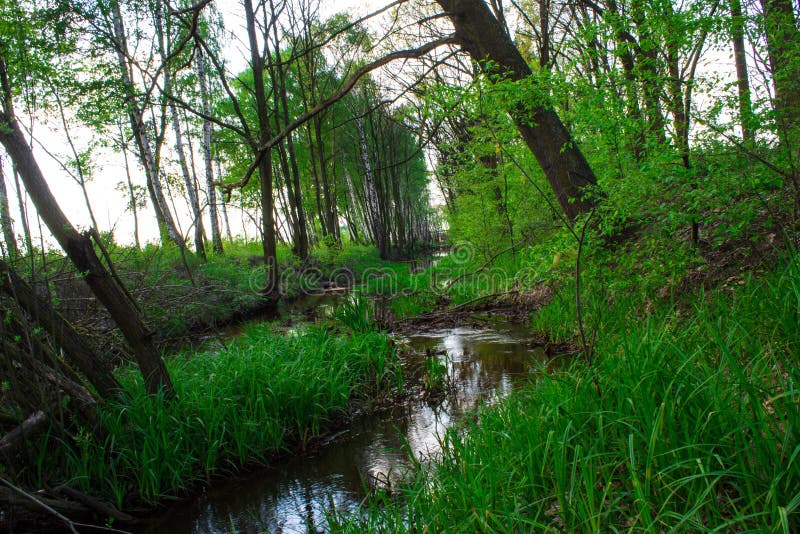 Beautiful Creek in the Forest. Background. Stock Image - Image of flows ...