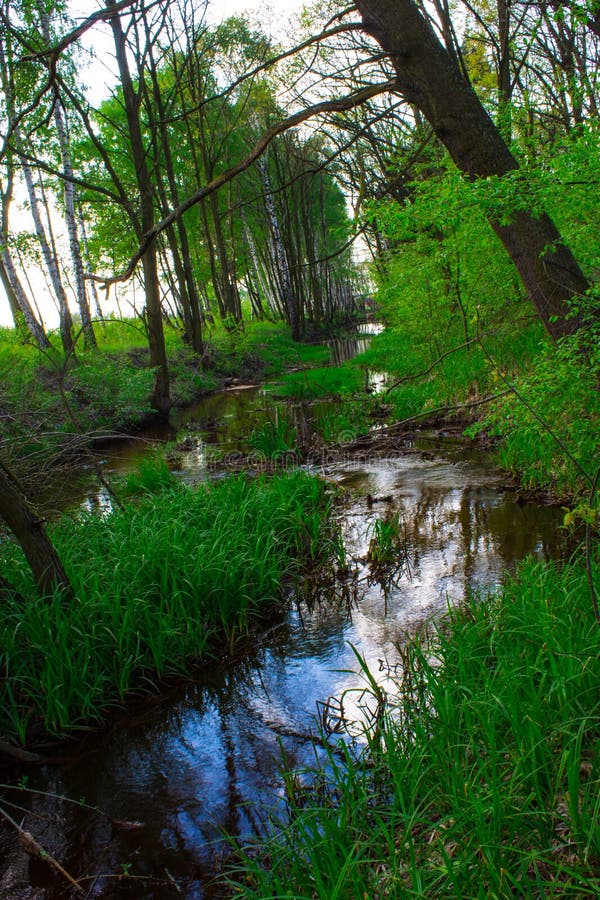 Beautiful Creek in the Forest. Background. Stock Image - Image of ...