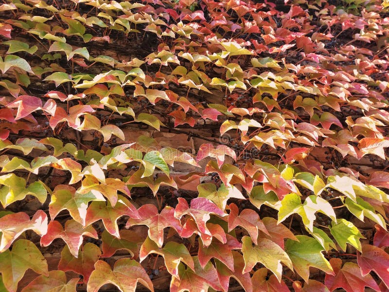 A Beautiful Creeper Plant Arch. Stock Image - Image of idyllic ...