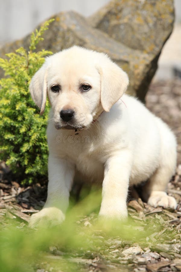 Beautiful Creme Labrador Retriever with Black Puppies Stock Image ...