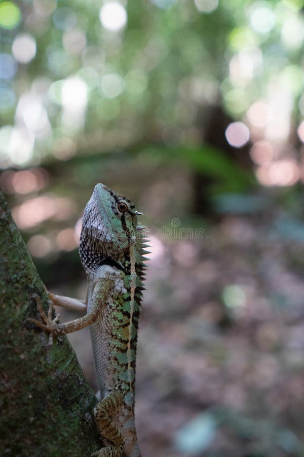 Beautiful Crested Lizard on the Tree Branch Stock Image - Image of ...
