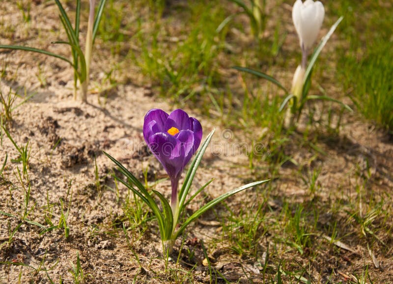 Beautiful crocus stock image. Image of close, gift, green - 40071529