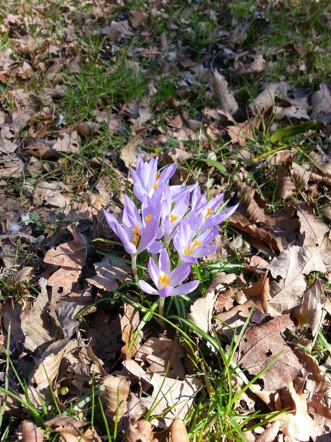 Spring Comes after Winter - Nature Birth Stock Photo - Image of crocus ...