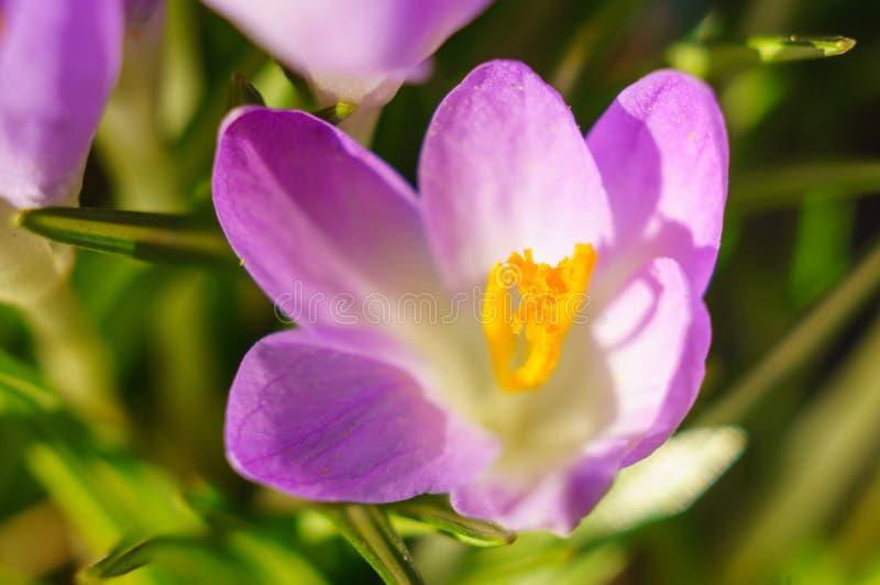 Beautiful Crocus Flower Close Up. Macro Stock Image - Image of ...
