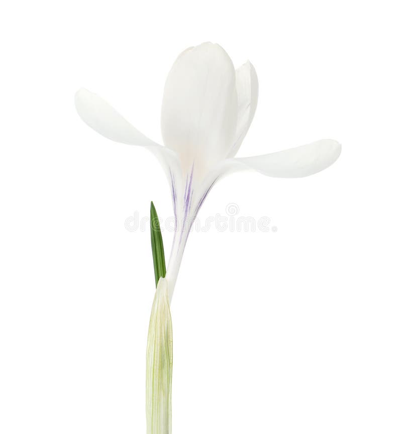 Beautiful Crocus Flower Isolated. Spring Season Stock Image - Image of ...