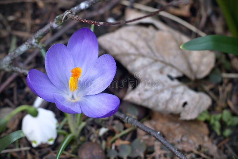 Crocus Flowers in Early Spring Stock Image - Image of europe, easter ...