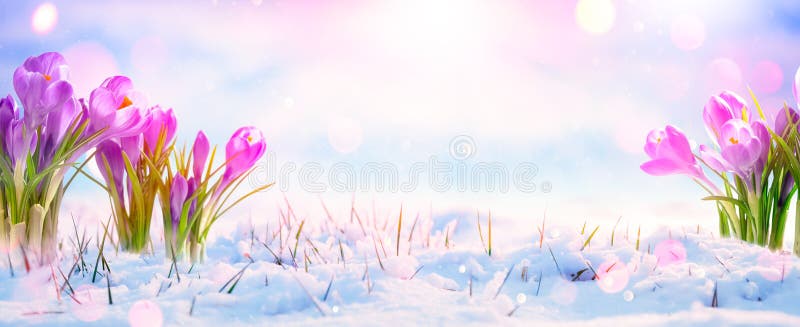 Beautiful Crocus Flowers Growing in the Snow with Soft Warm Sunlight ...