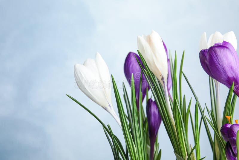 Beautiful Crocus Flowers on Light Blue Background. Springtime Stock ...