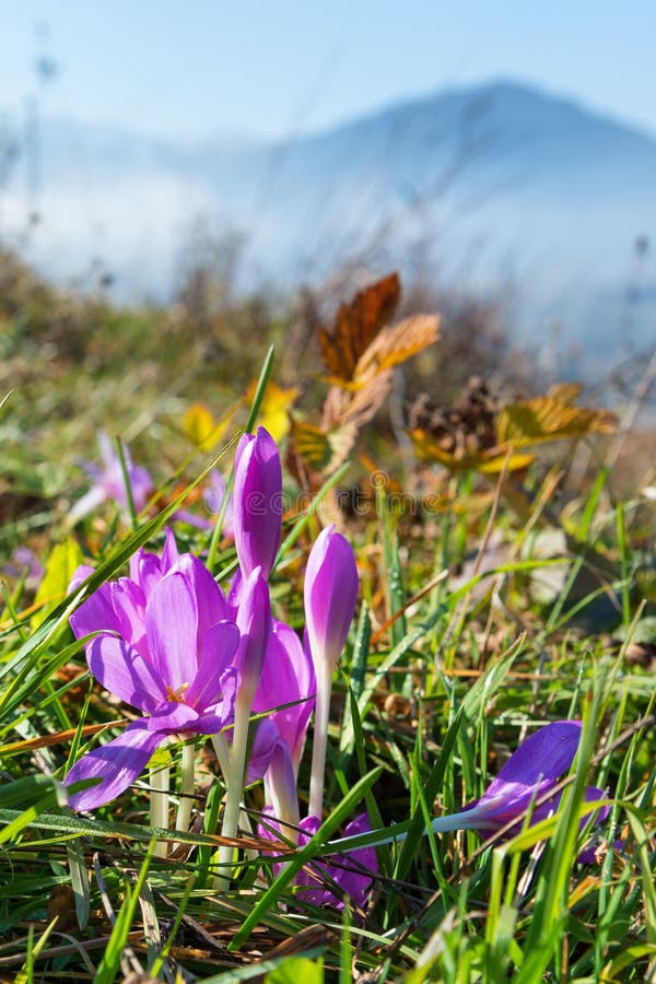 Blooming wild crocuses stock image. Image of alpine - 110923845