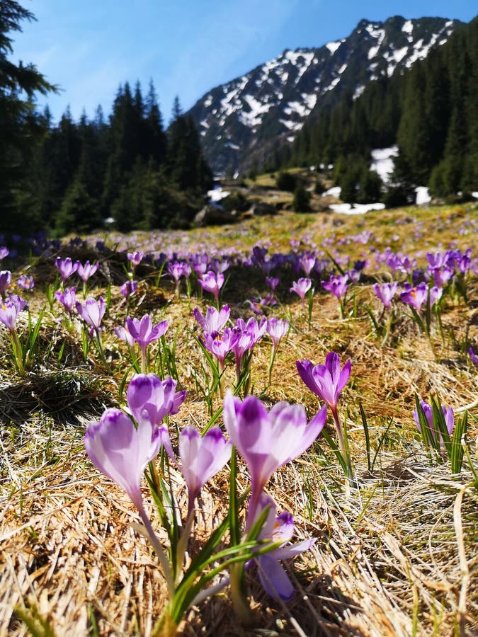 Beautiful Crocus Flower in the Mountain Stock Photo - Image of wild ...