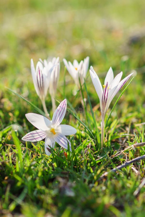 Beautiful Crocus on Sunny Spring Forest Glade. Stock Photo - Image of ...