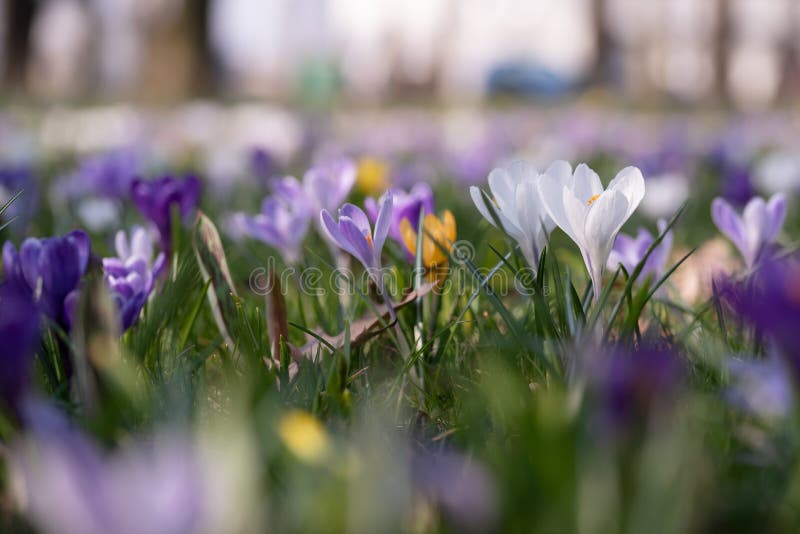 Beautiful Crocuses, Delicate Spring Flowers, Perfect for a Background ...