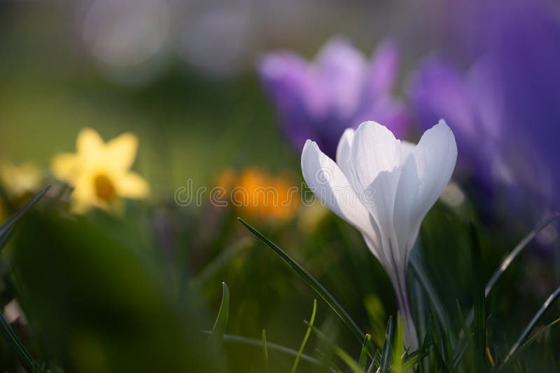 Beautiful Crocuses Delicate Spring Flowers Perfect Background Wallpaper ...