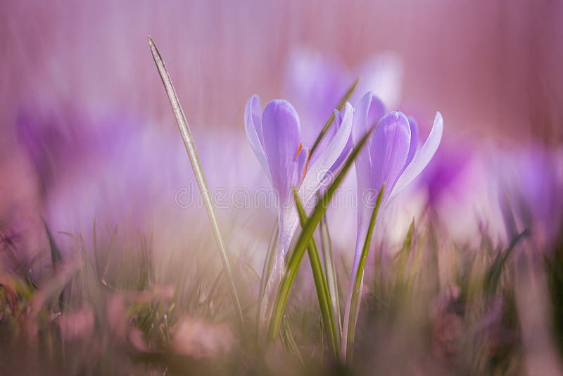 Beautiful Crocuses Delicate Spring Flowers Perfect Background Wallpaper ...