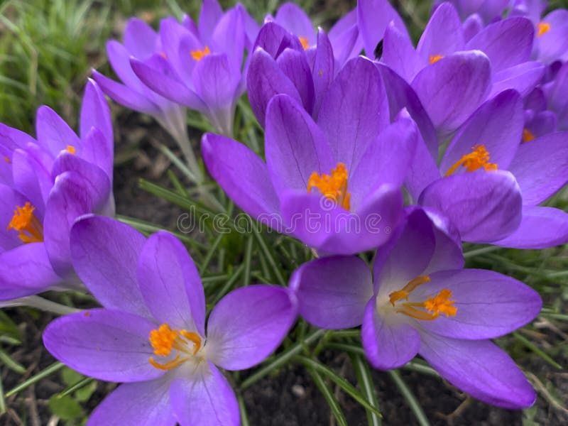 Beautiful crocuses blossom stock photo. Image of colour - 38839094