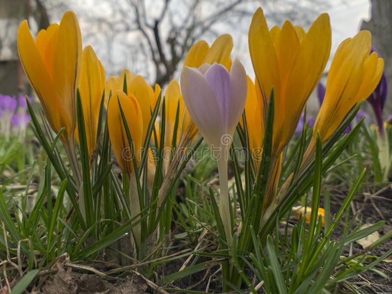 Beautiful crocuses blossom stock photo. Image of colour - 38839094