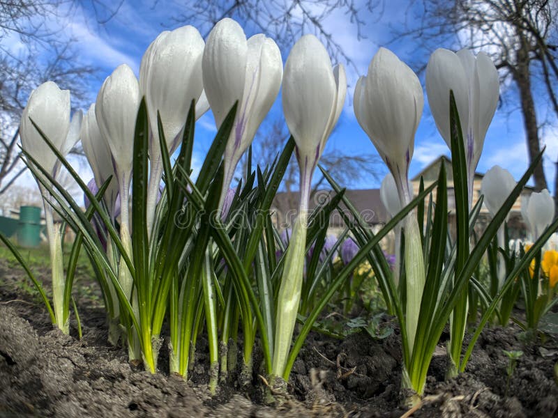Beautiful crocuses blossom stock photo. Image of colour - 38839094