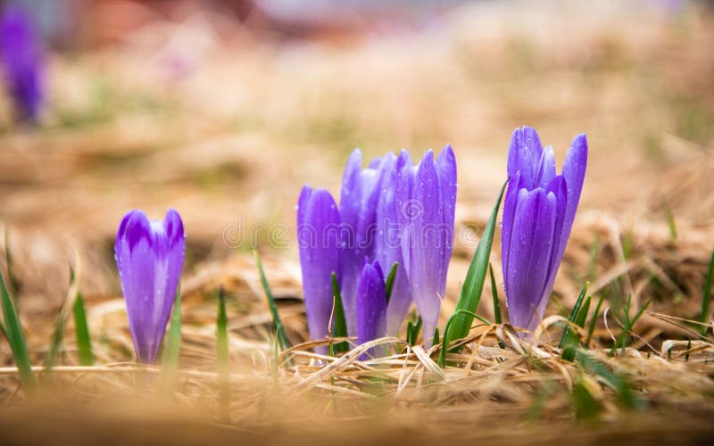 Beautiful crocuses blossom stock photo. Image of colour - 38839094