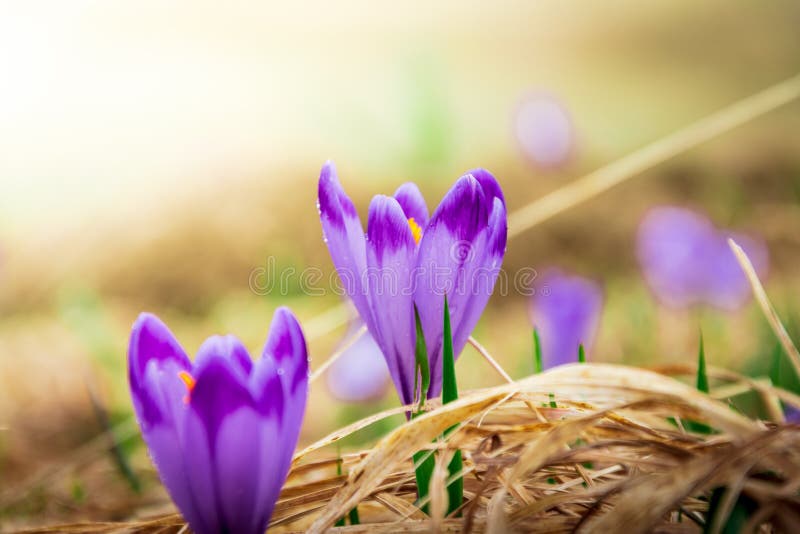 Beautiful crocuses blossom stock photo. Image of colour - 38839094