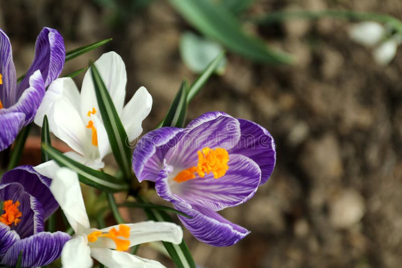 Beautiful Crocuses in Garden. Spring Season Stock Photo - Image of ...