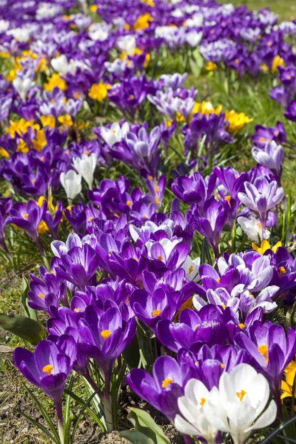 Beautiful Crocuses in the Garden Stock Image - Image of green, bloom ...