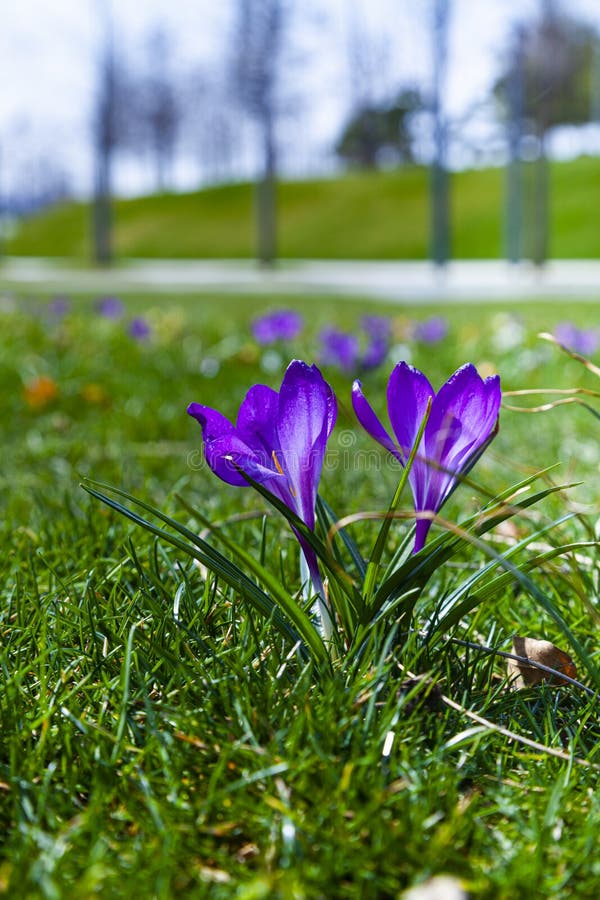 Beautiful crocuses blossom stock photo. Image of colour - 38839094