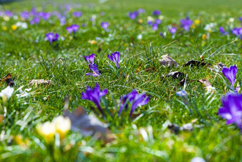 Beautiful crocuses blossom stock photo. Image of colour - 38839094