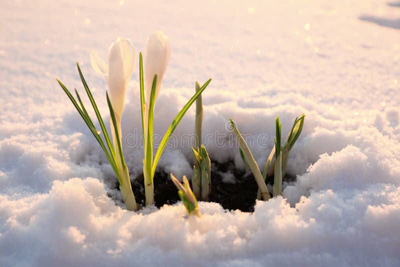 Crocuses Growing through Snow. First Spring Flowers Stock Image - Image ...