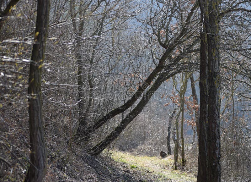 Crooked Trees on a Slope stock photo. Image of crooked - 244572730