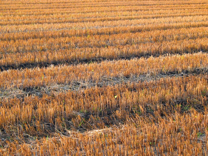 Beautiful Crop-field (full Size) Stock Image - Image of landscape ...
