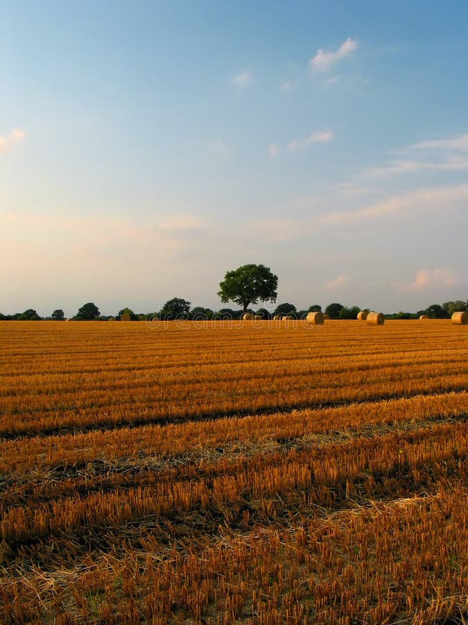 Beautiful Crop-field (middled) Stock Image - Image of warm, crop: 201905