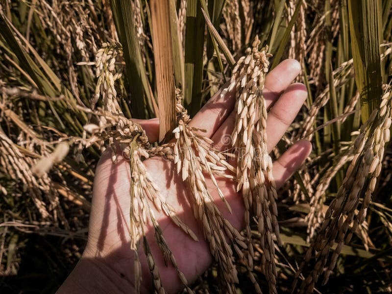 Beautiful Crops from Indonesia Stock Photo - Image of soil, forest ...