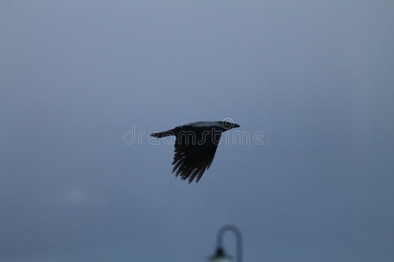 Beautiful crow stock photo. Image of sparrow, beak, wildlife - 272013436