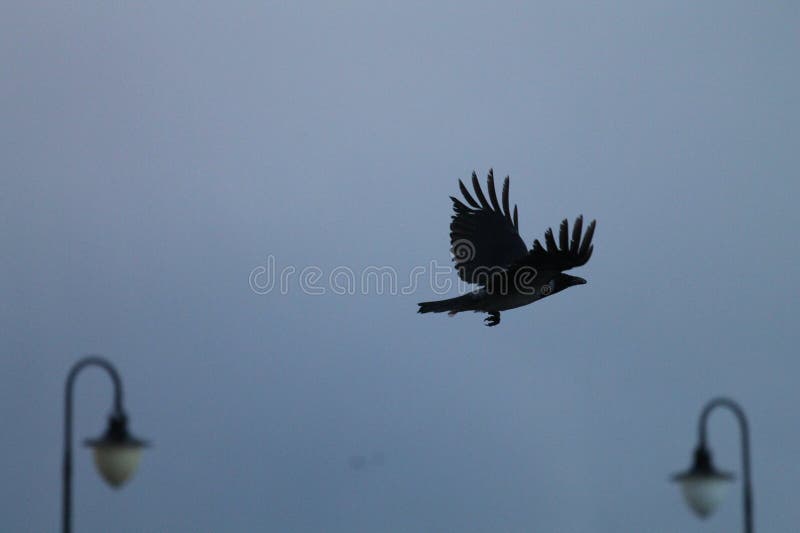 Beautiful crow stock photo. Image of crow, nature, beak - 272013454
