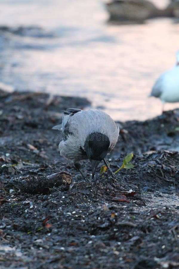 Beautiful crow stock photo. Image of sparrow, nature - 272013510