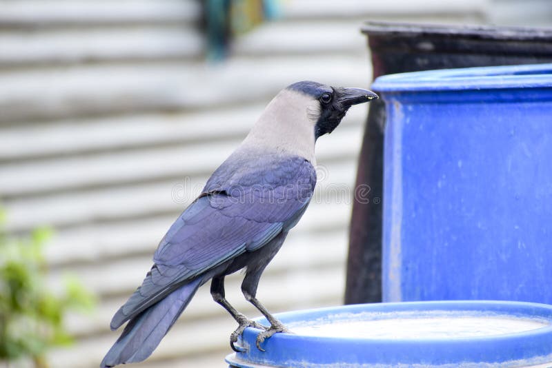 A beautiful crow stock image. Image of feathers, fauna - 247449809