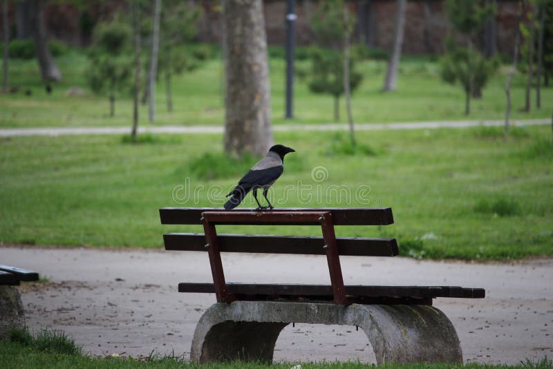 A Beautiful Crow Perched on Top of a Tree Stock Photo - Image of ...