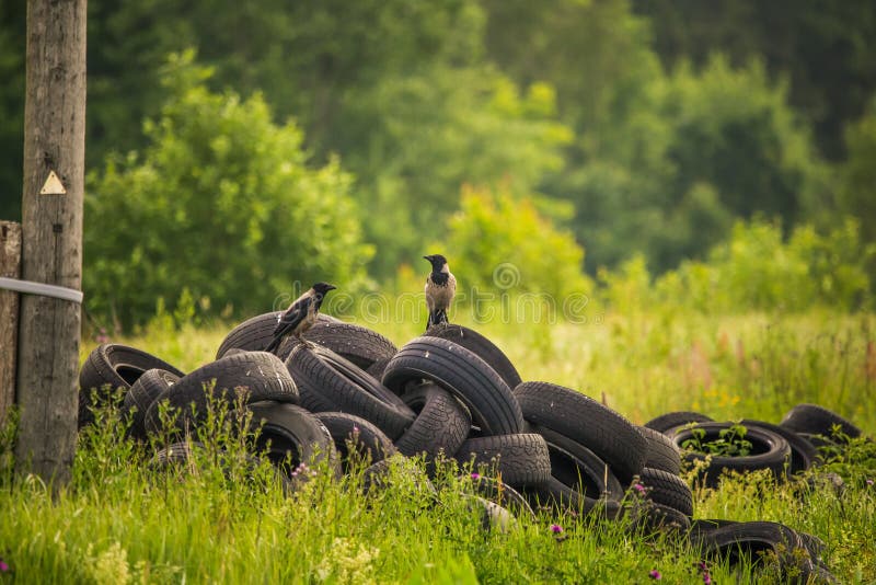 Beautiful Crow Feeding in the Backyard. Stock Image - Image of wild ...