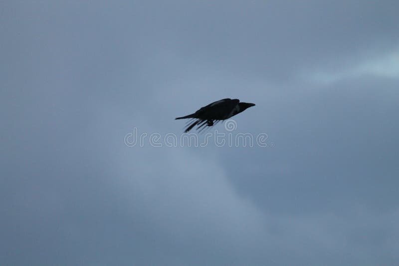 Beautiful crow stock photo. Image of seabird, wildlife - 272013460